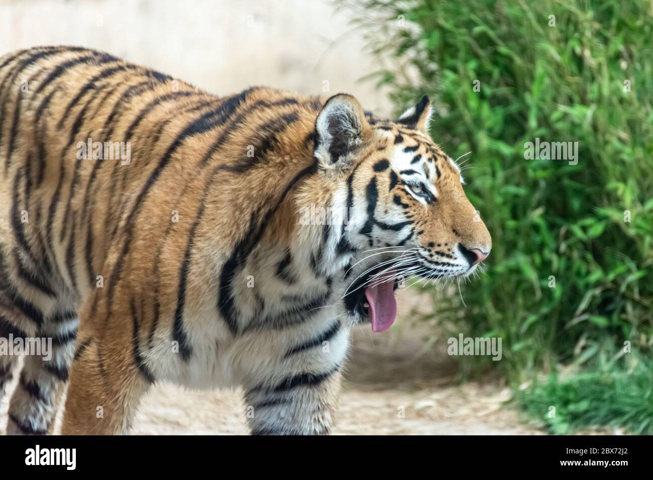 Siberian tigers roam their territory Stock Photo - Alamy