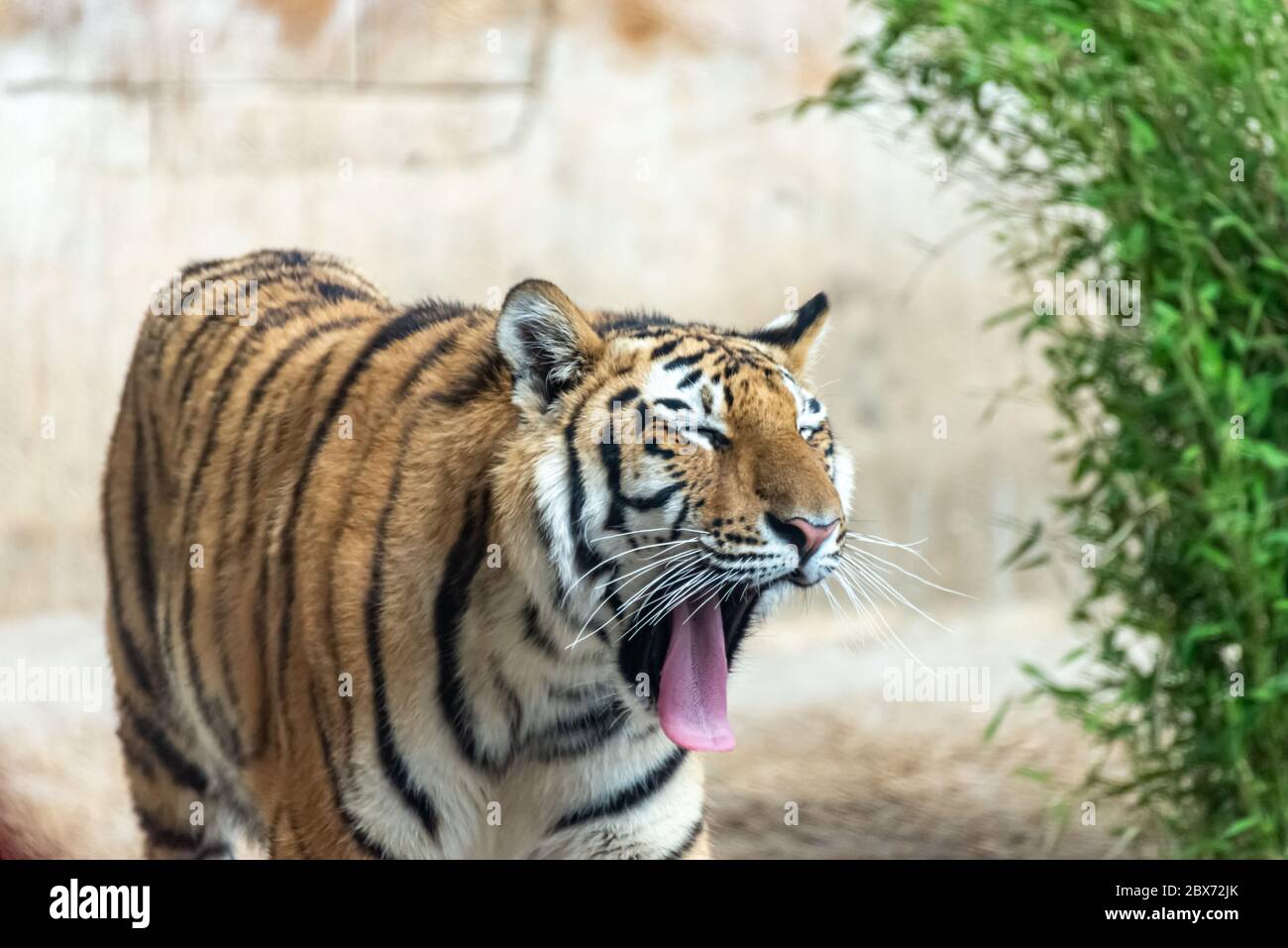 Siberian tigers roam their territory Stock Photo - Alamy