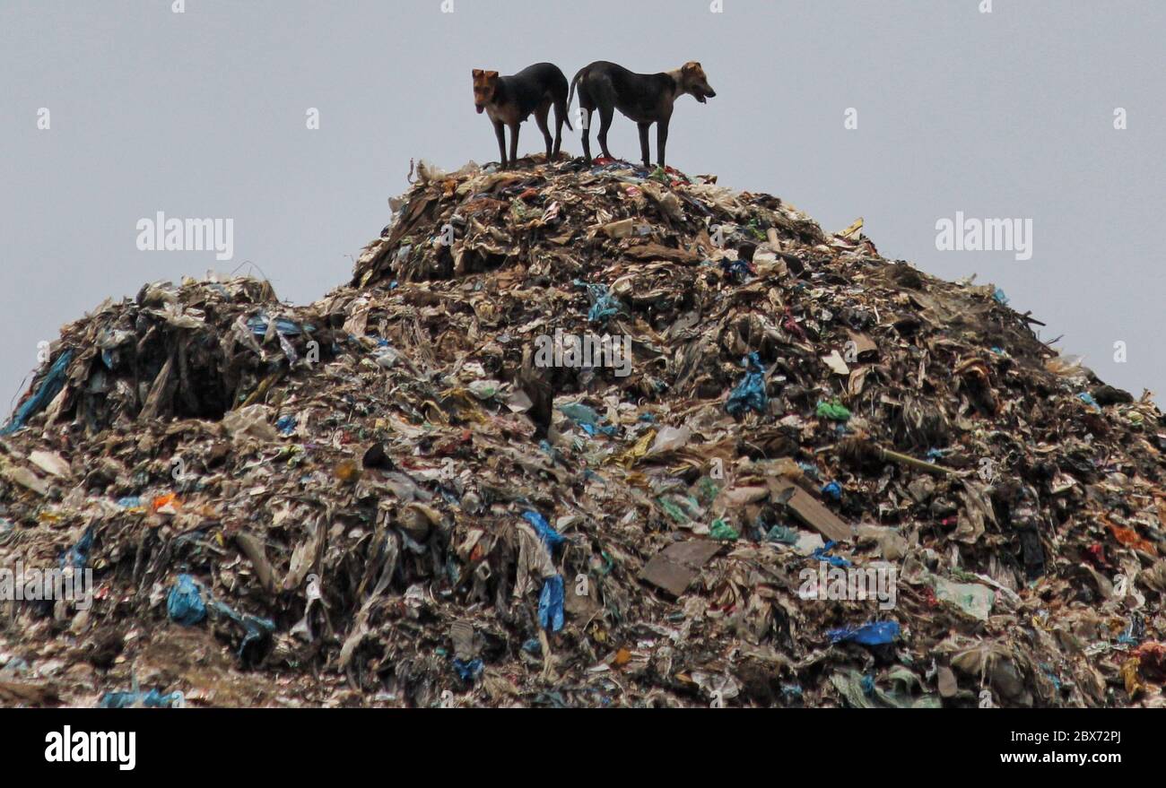 Dogs on garbage hi-res stock photography and images - Alamy