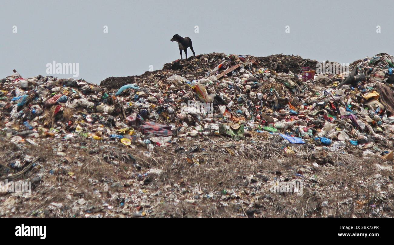 Animal dumping ground hi-res stock photography and images - Alamy