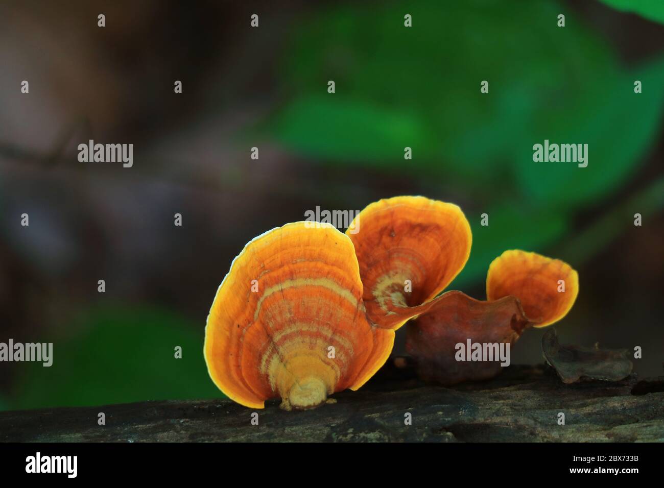 Cinnabar polypore mushrooms hi-res stock photography and images - Alamy