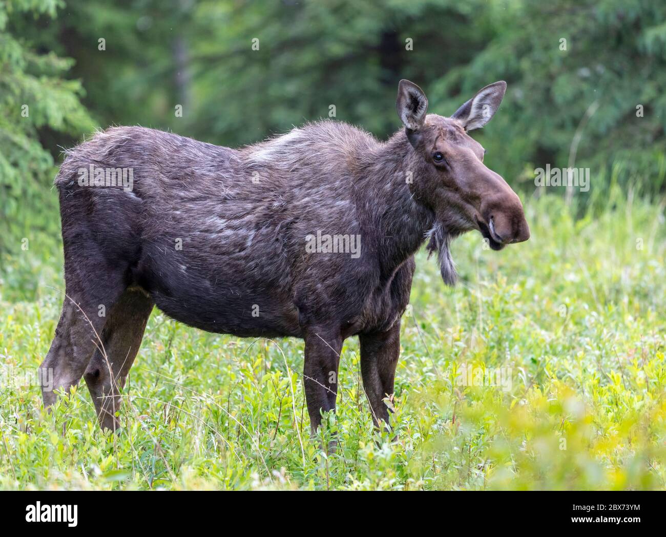 Female moose feeding in alaskan hi-res stock photography and images - Alamy