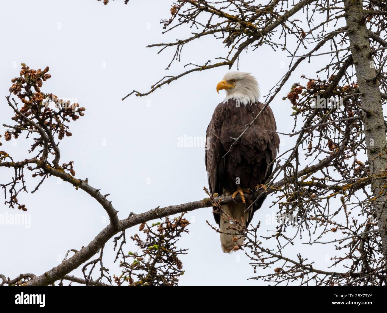 Adult bald eagle on a branch sitting in a tree on a gray day Stock ...