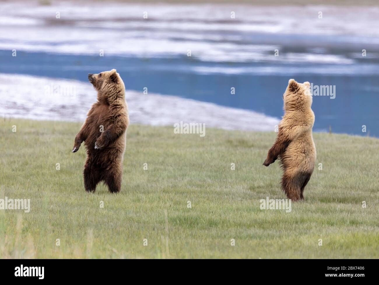 Bear standing on two legs hi-res stock photography and images - Alamy