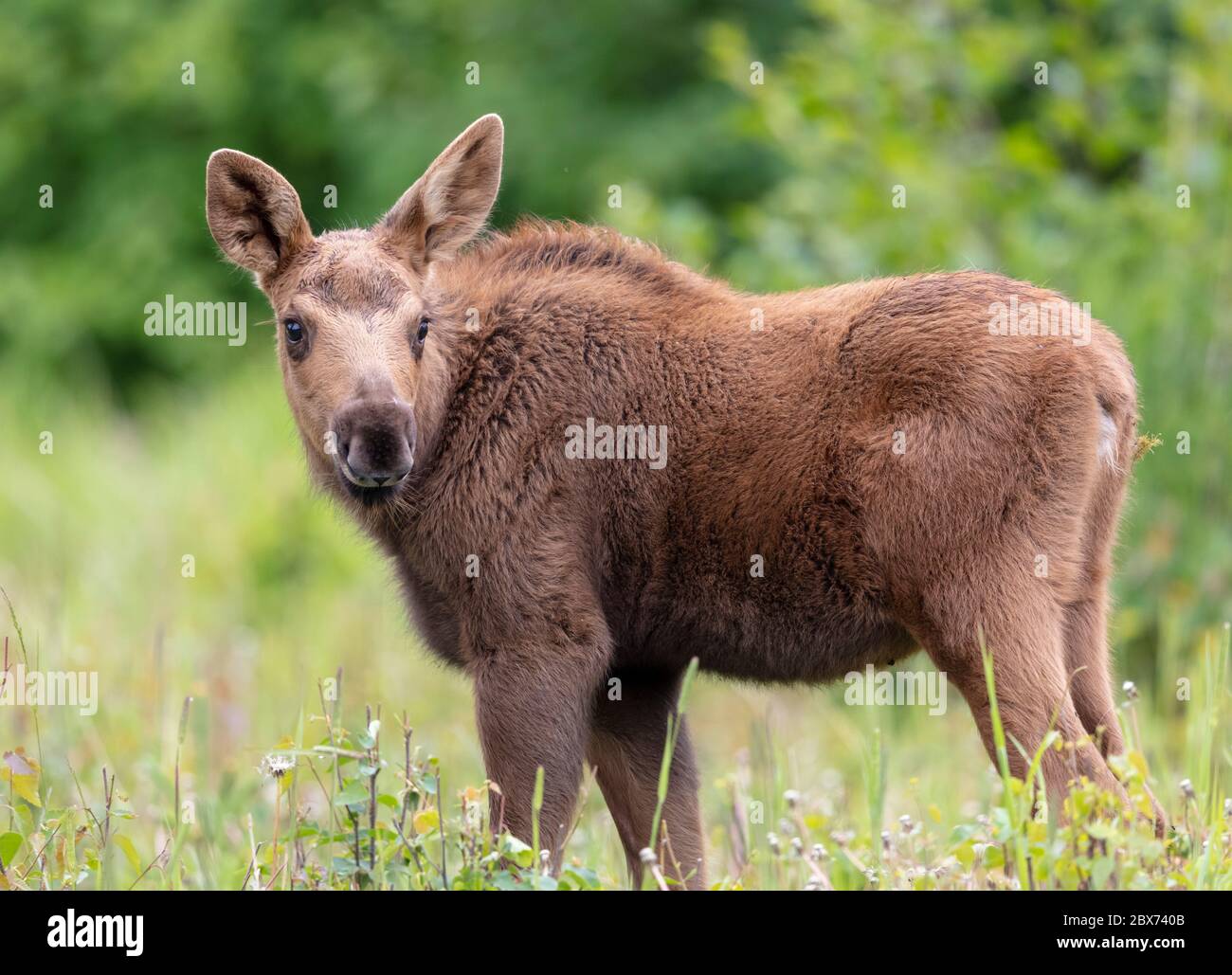 Moose long legs hi-res stock photography and images - Alamy