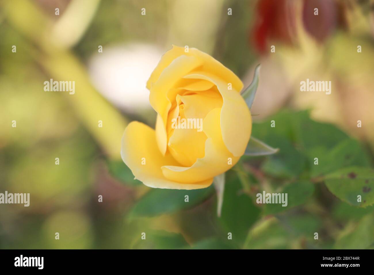 Yellow rose in nature taken up close Stock Photo - Alamy