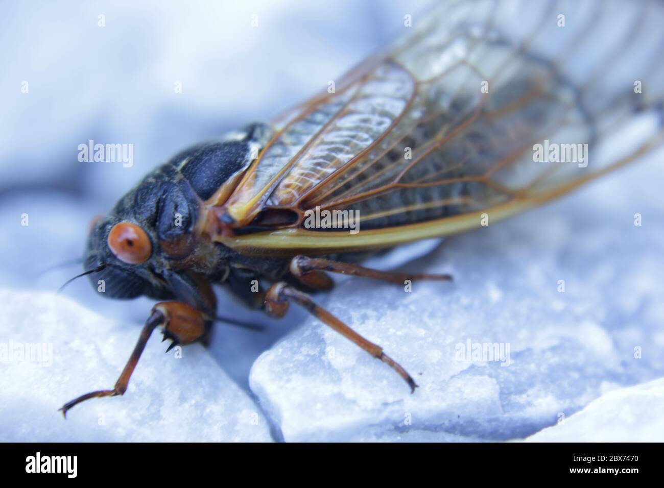 Cicada insect bug in the backyard garden Stock Photo - Alamy