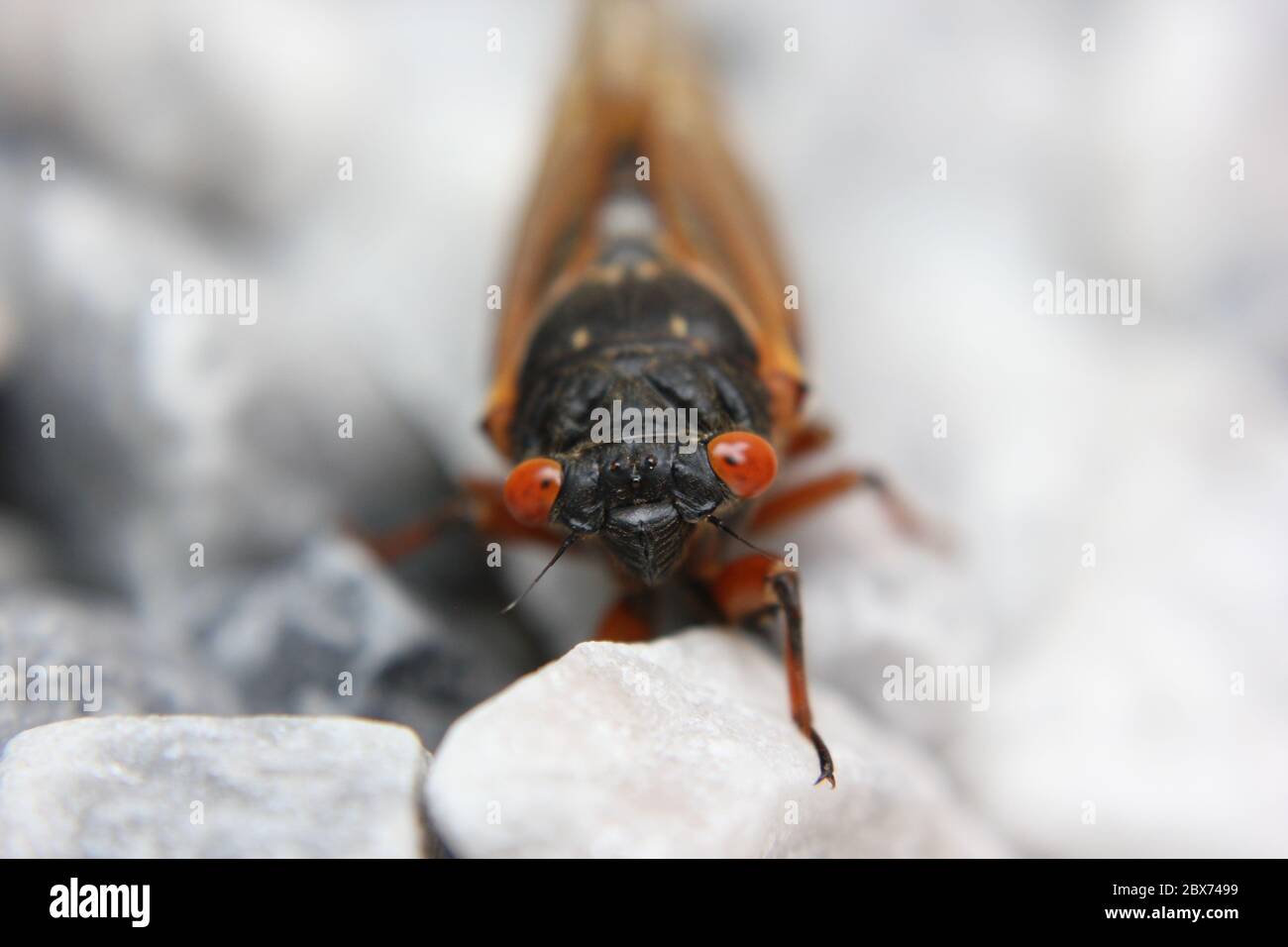 Cicada insect bug in the backyard garden Stock Photo - Alamy