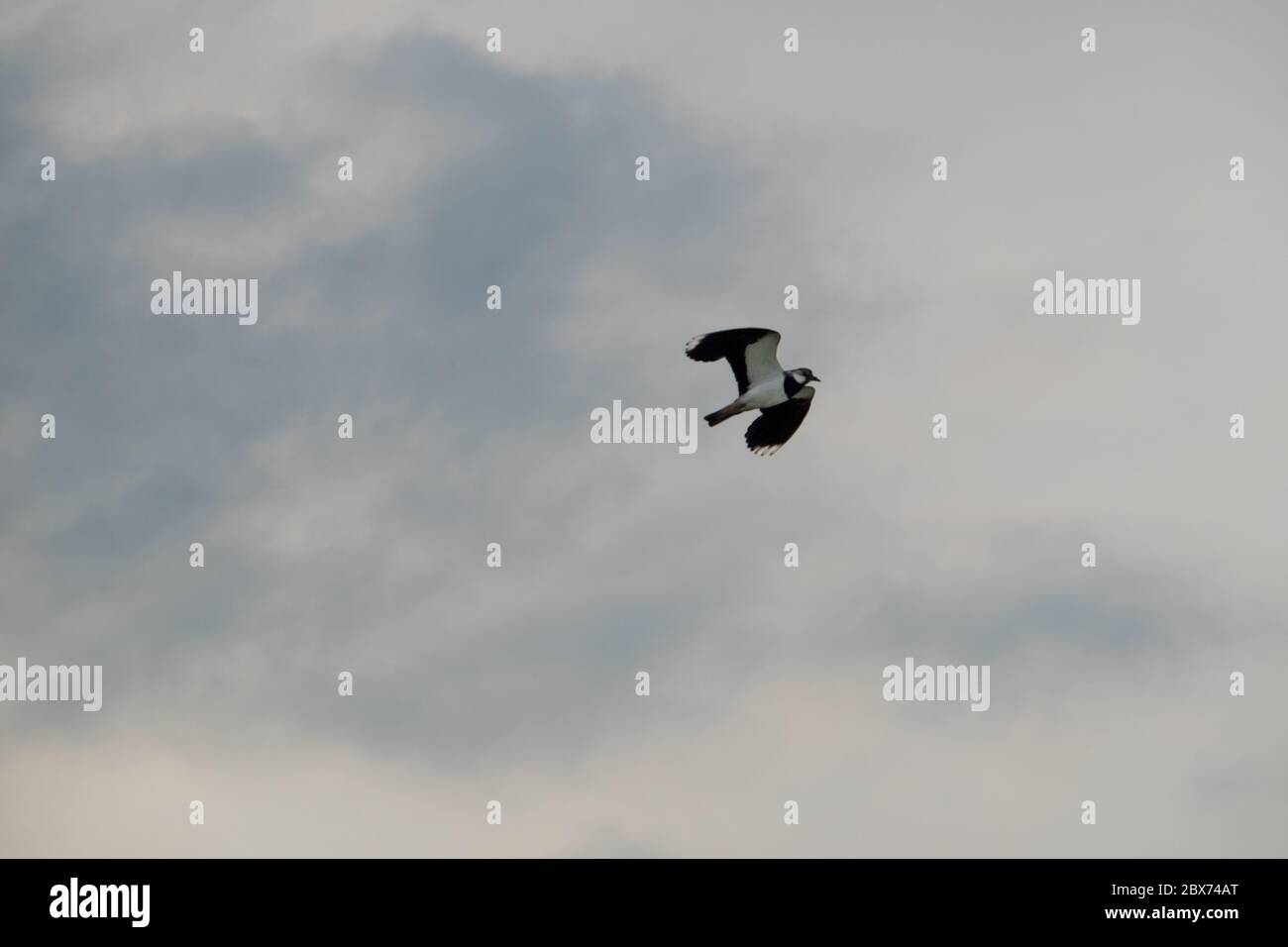 Lapwing peewit bird hi-res stock photography and images - Alamy