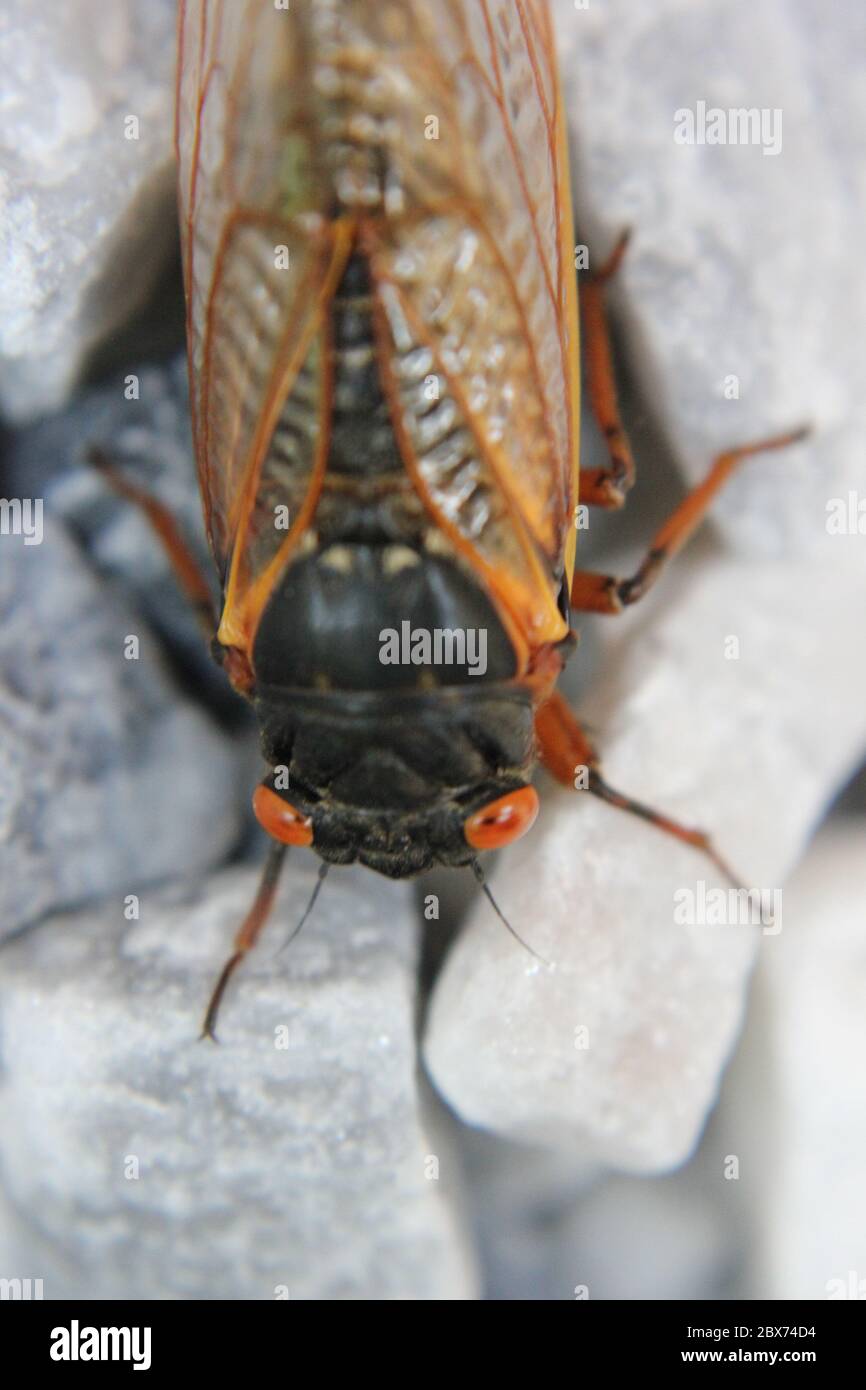 Cicada insect bug in the backyard garden Stock Photo - Alamy