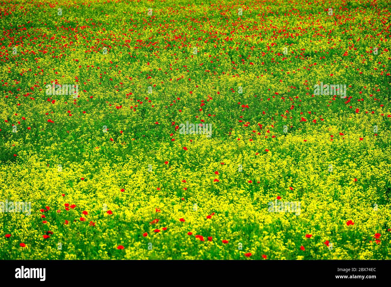 agriculture, aroma, earth beautiful, beauty, bloom, blossom, blue, bud ...