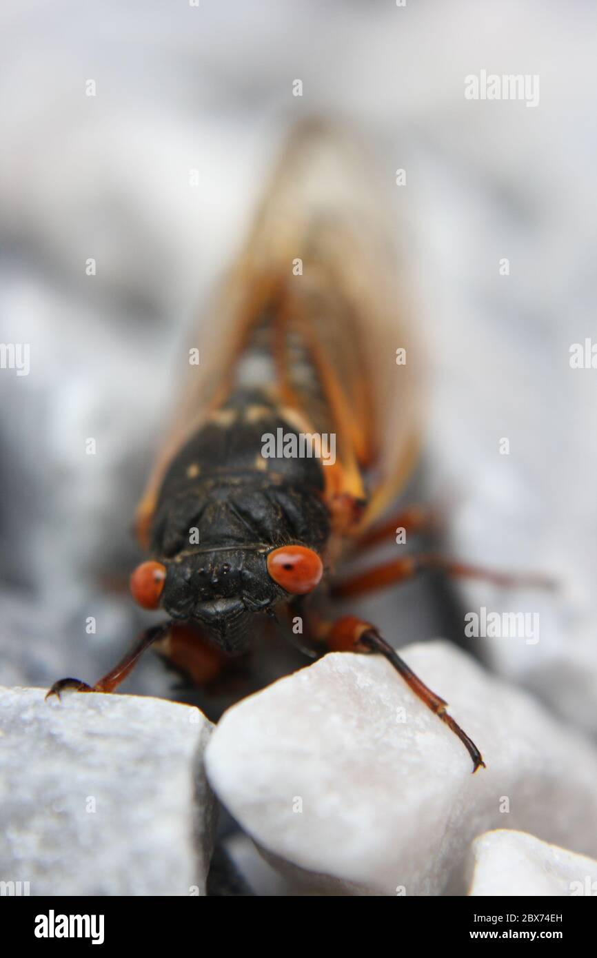 Cicada insect bug in the backyard garden Stock Photo - Alamy