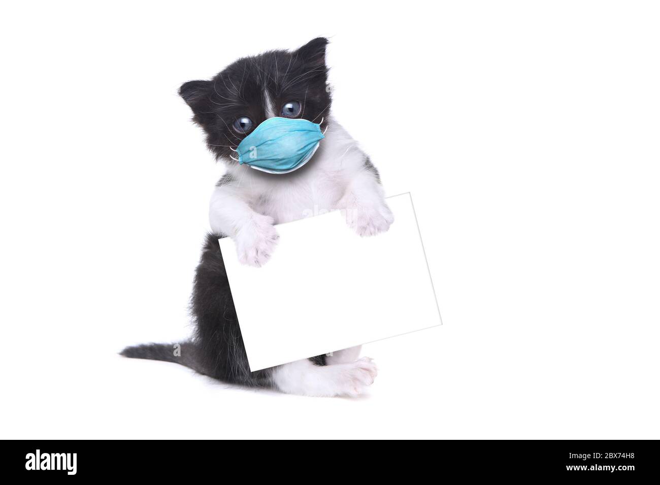 Adorable Baby Tuxedo Style Kitten Wearing PPE Mask Stock Photo - Alamy
