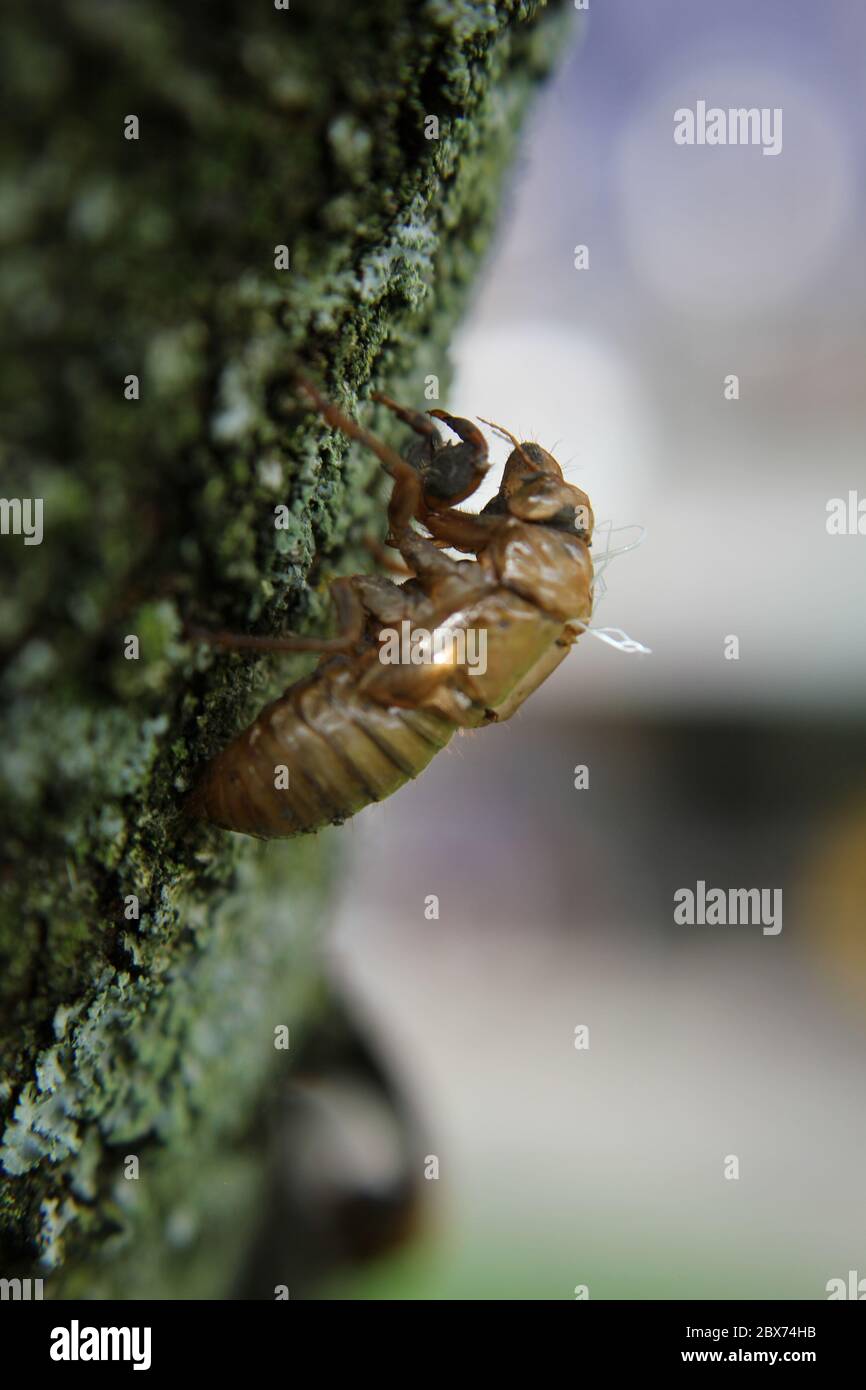 Empty Cicada Shell High Resolution Stock Photography and Images - Alamy
