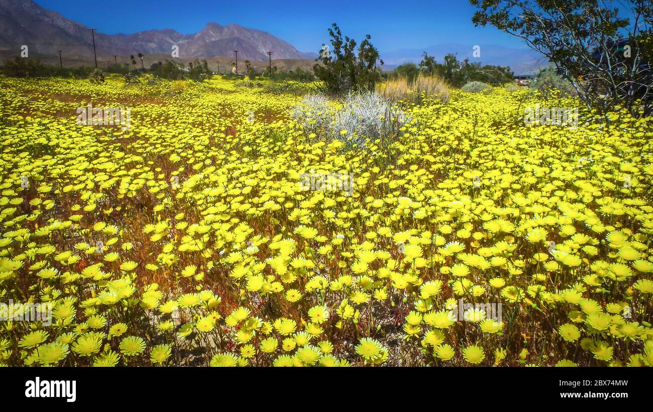 Anza borrego desert state park hi-res stock photography and images - Alamy