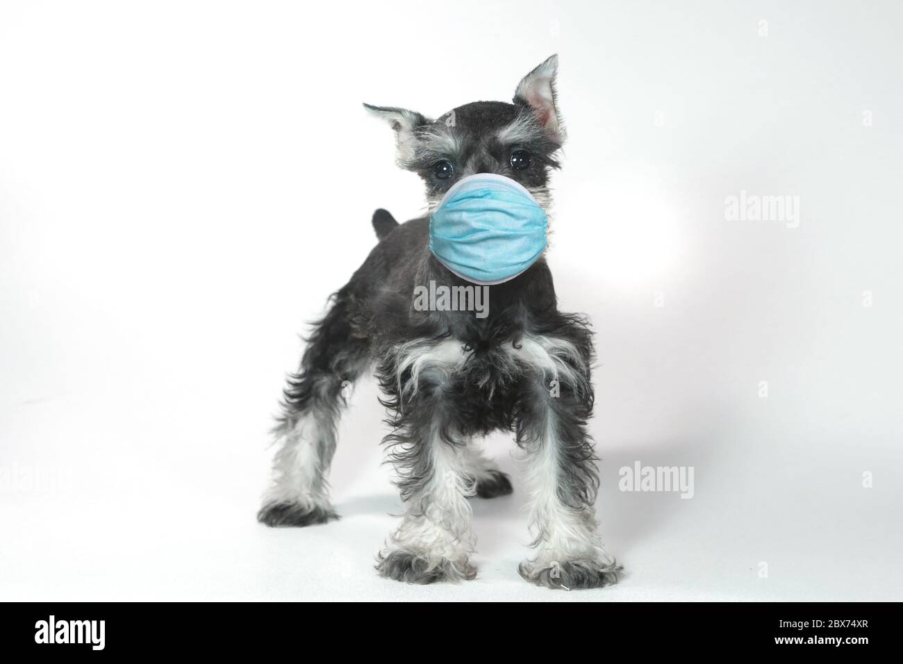 Dog ppe hi-res stock photography and images - Alamy