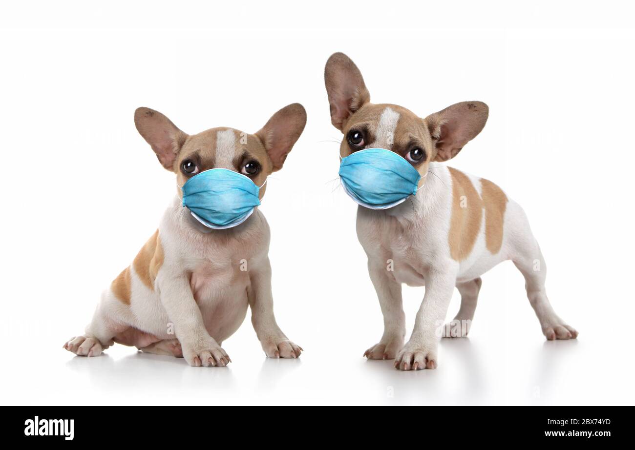 Dog ppe hi-res stock photography and images - Alamy