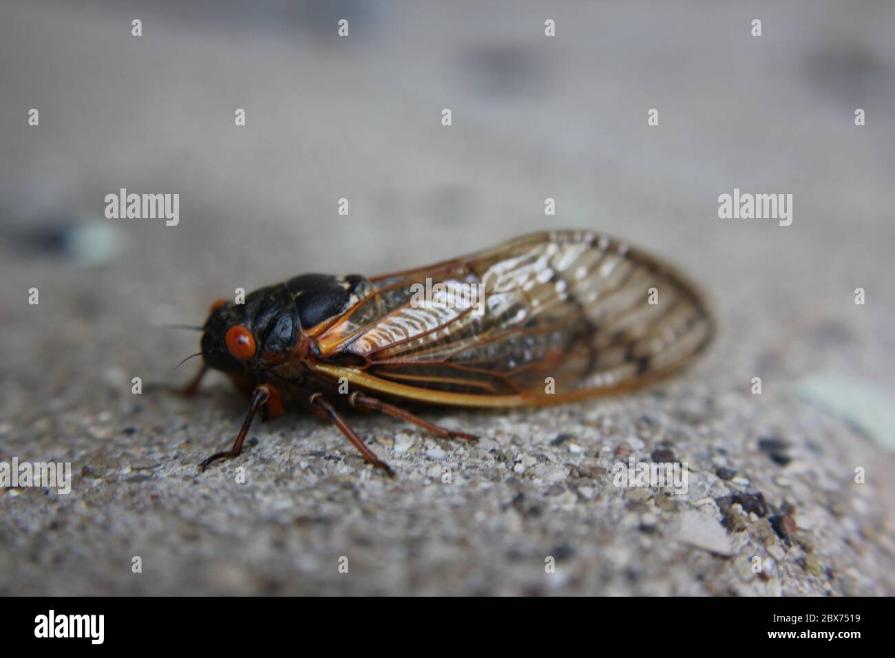 Cicada insect bug in the backyard garden Stock Photo - Alamy