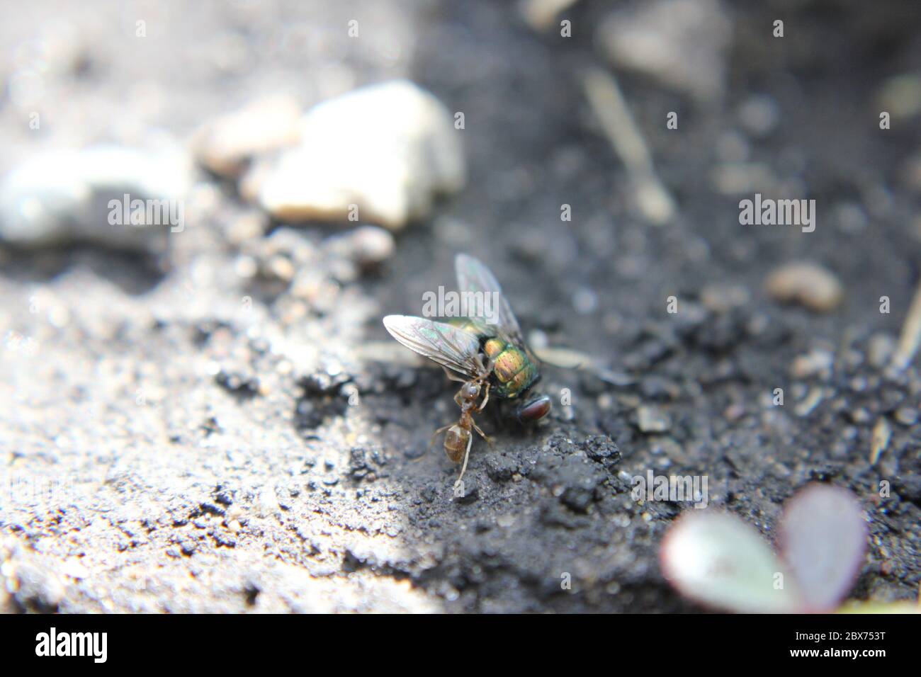 The life cycle of a housefly hi-res stock photography and images - Alamy