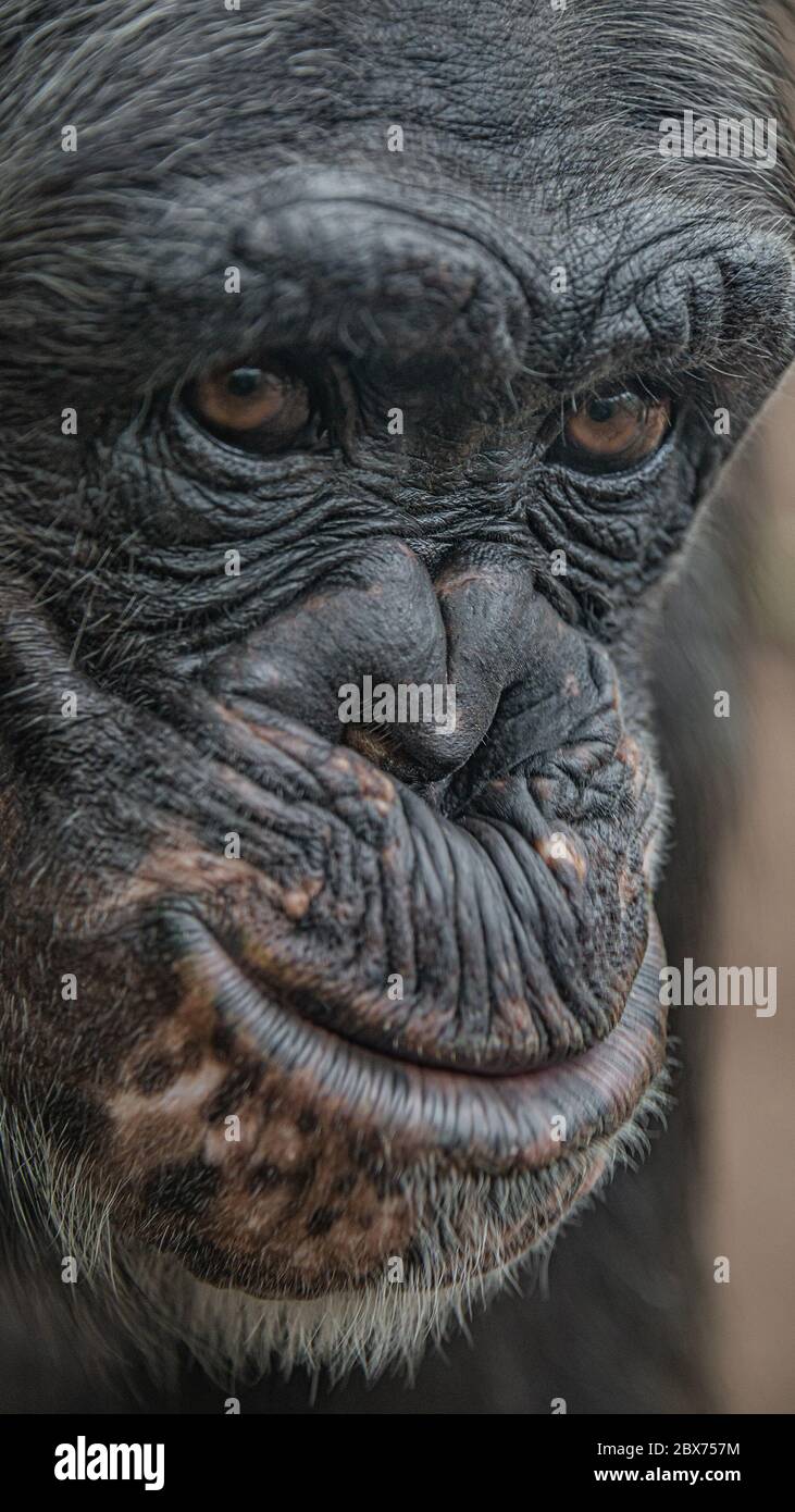 Chimp Laughing High Resolution Stock Photography and Images - Alamy