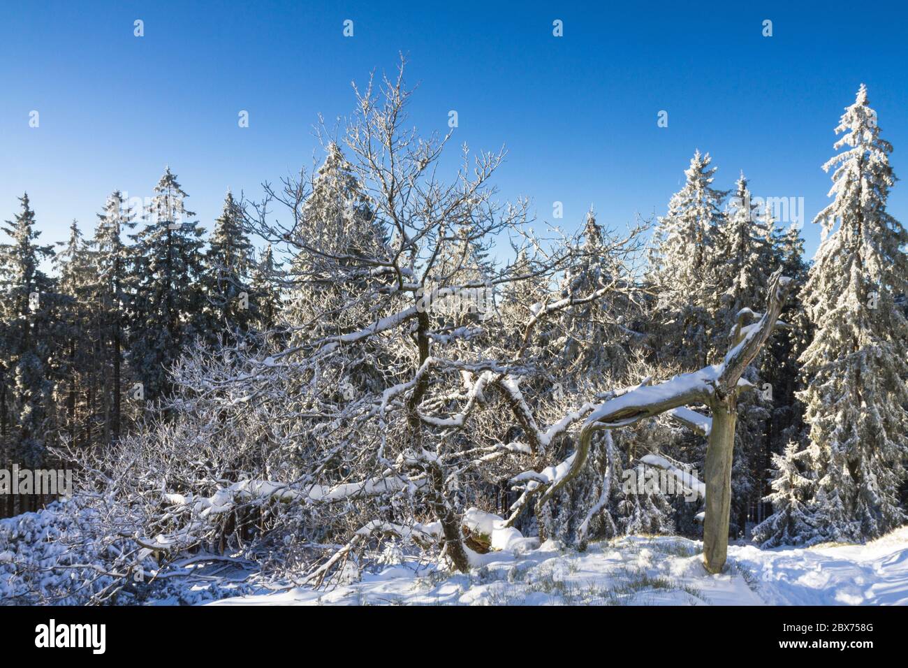 Dead Winter Tree High Resolution Stock Photography and Images - Alamy