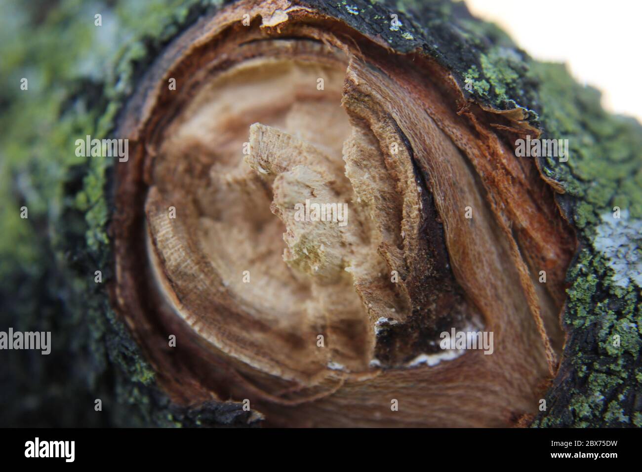 A freshly broken fruit tree branch in the backyard garden Stock Photo ...