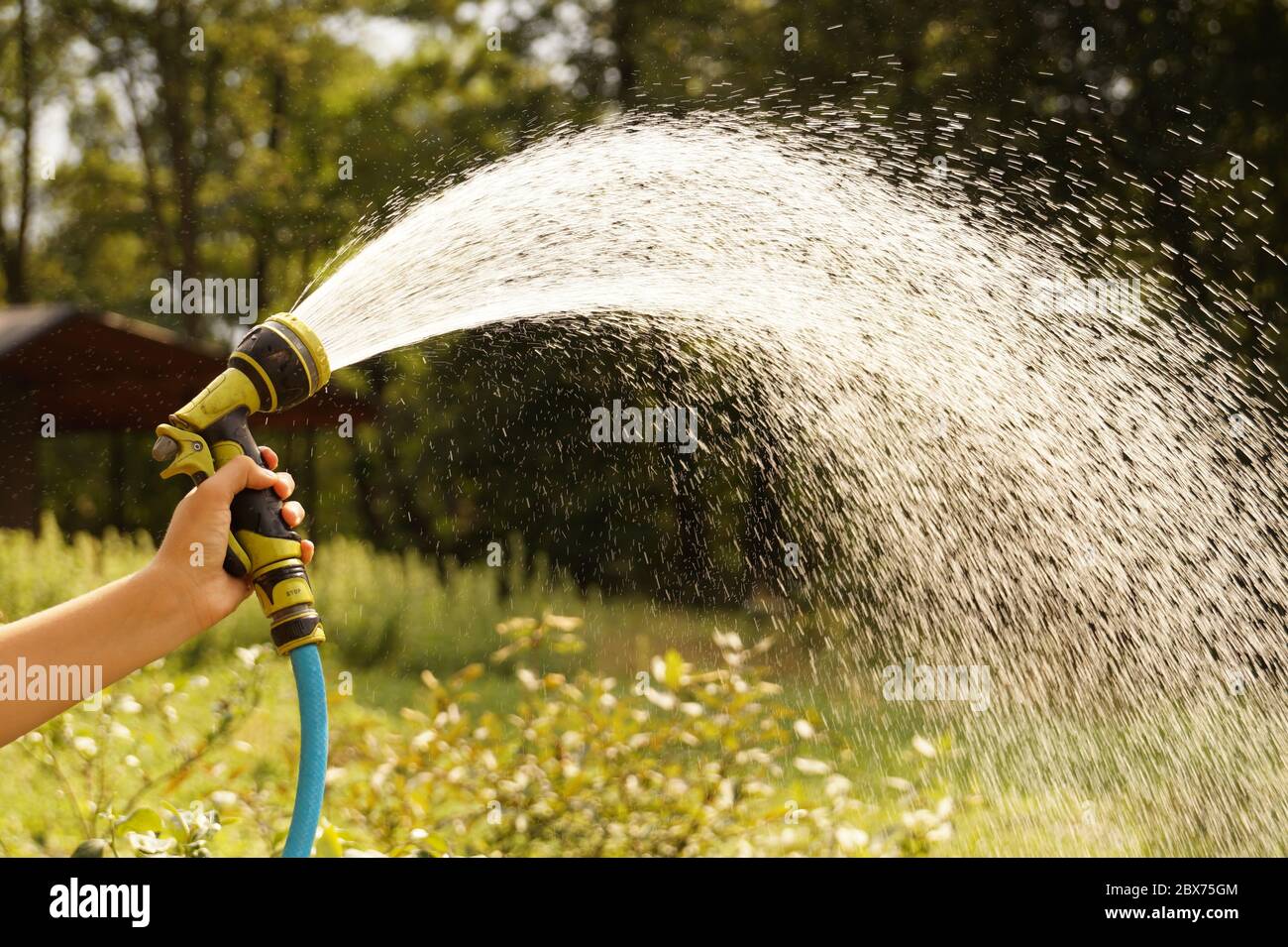 Watering garden crops with a watering gun. A sunlit stream of water ...