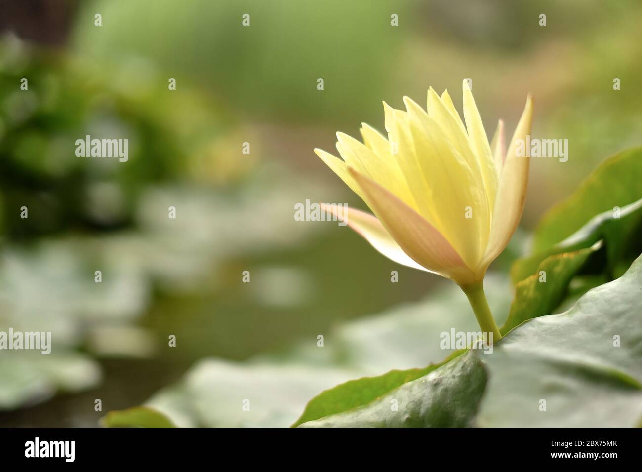 Yellow water lily flower (Nymphaea), common aquatic plant Stock Photo ...