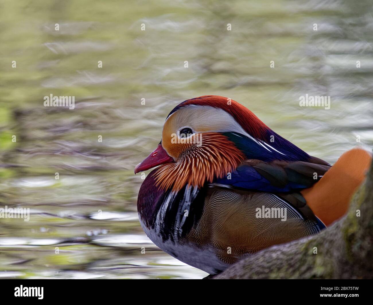 A male mandarin duck (Aix galericulata) sitting beside a lake at ...