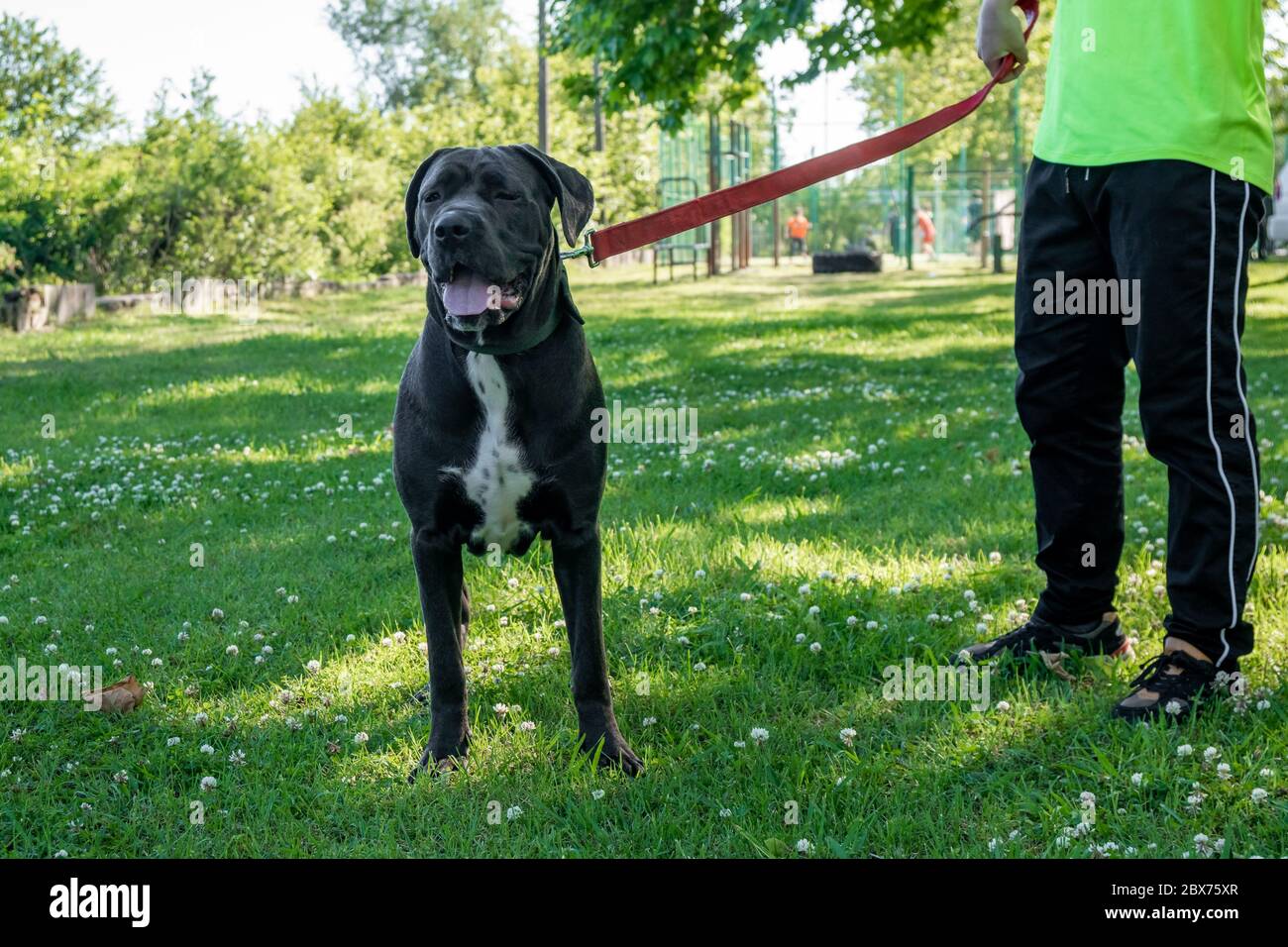 Big young cane corso walking in the grass with owner Stock Photo - Alamy