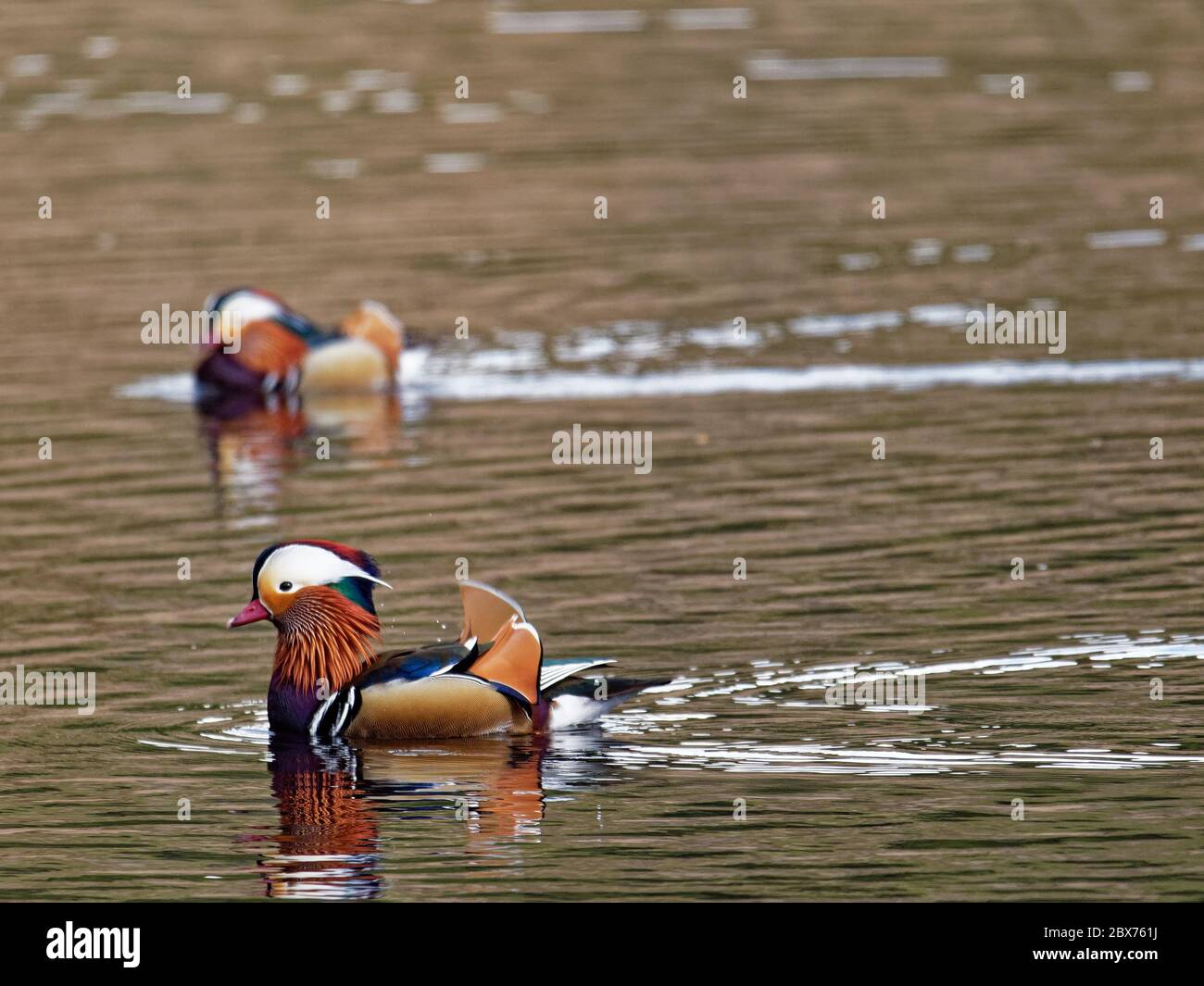Mandarin ducks swimming on water hi-res stock photography and images ...