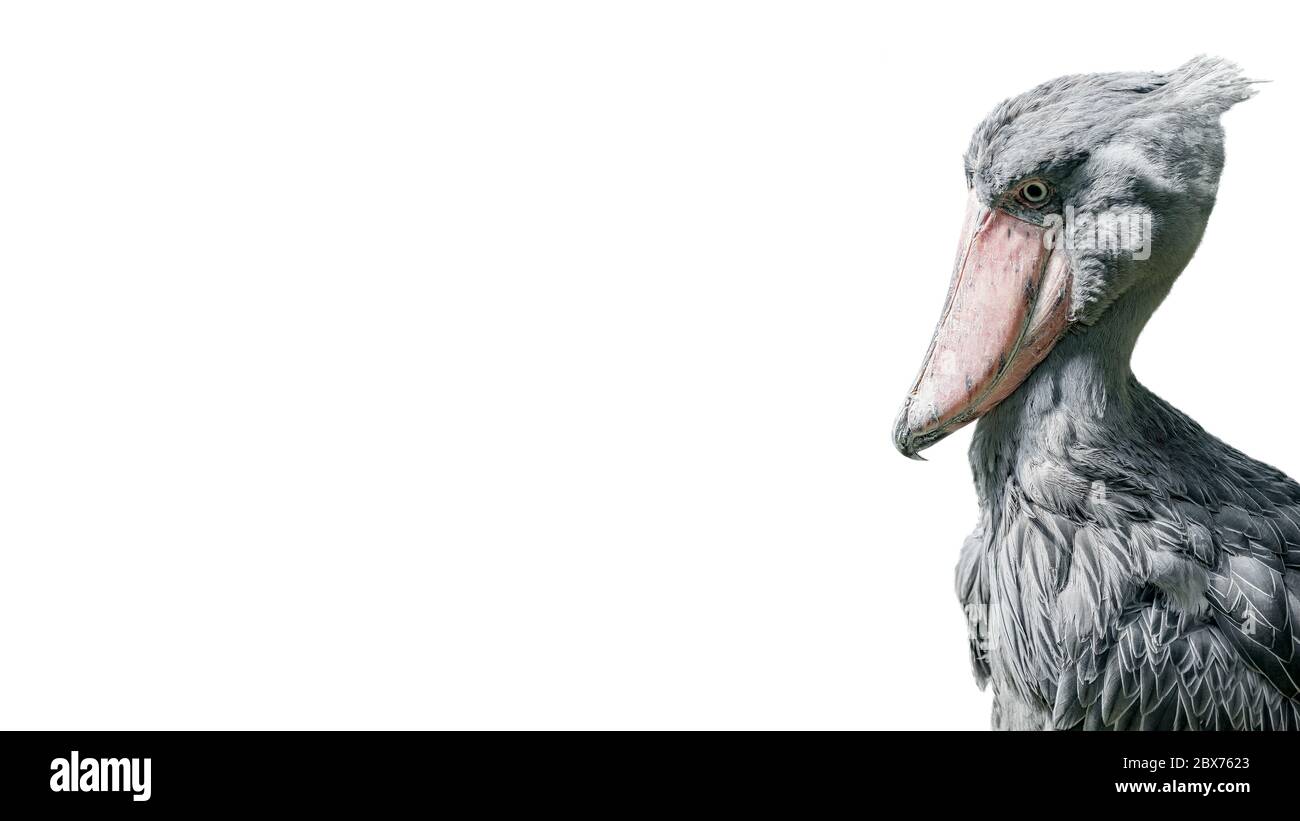 Portrait of enormous and beautiful African shoebill stork isolated at ...