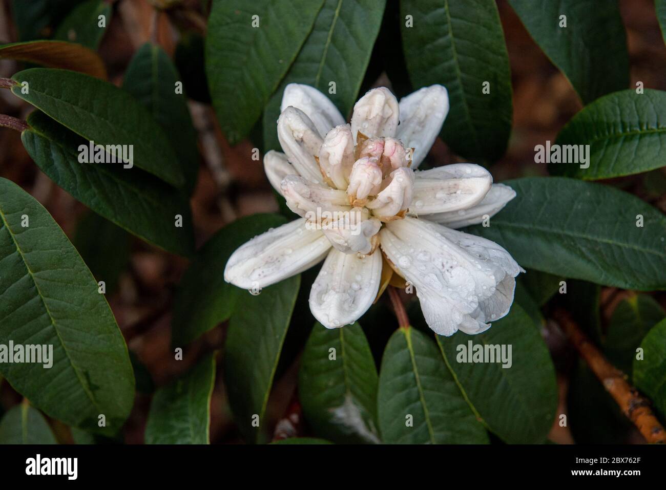 Rhododendron, Halfdan Lem, white lower, top view, with green leaves and ...