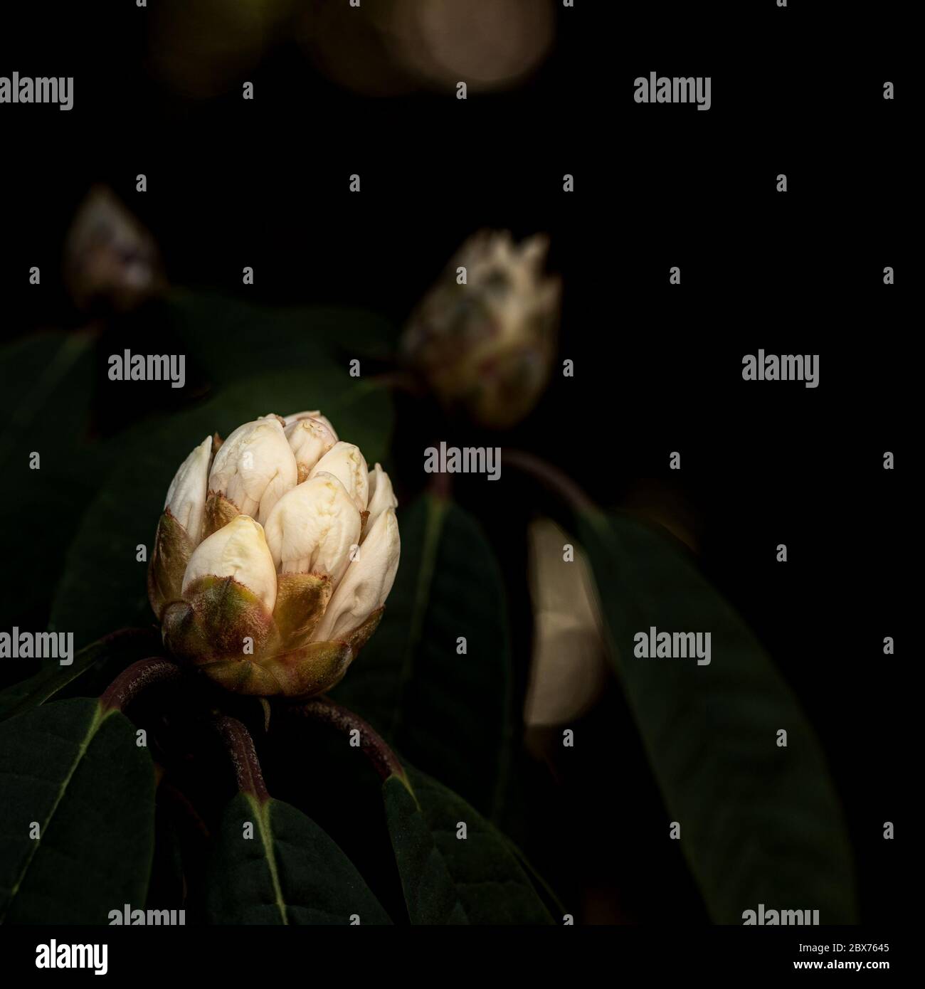 Rhododendron, Halfdan Lem, white lowers, side view, with green leaves ...