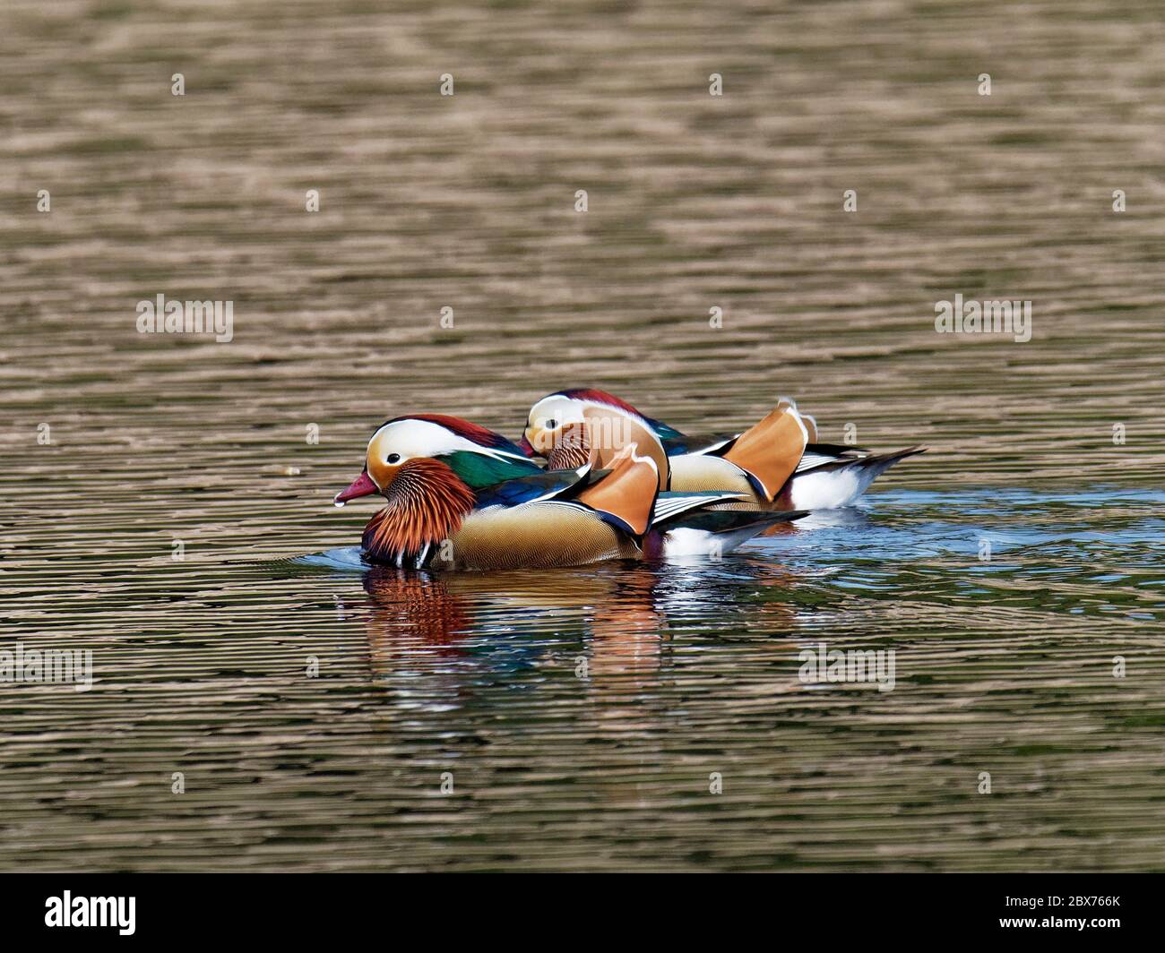 Two male mandarin ducks (Aix galericulata) swimming on a lake at ...
