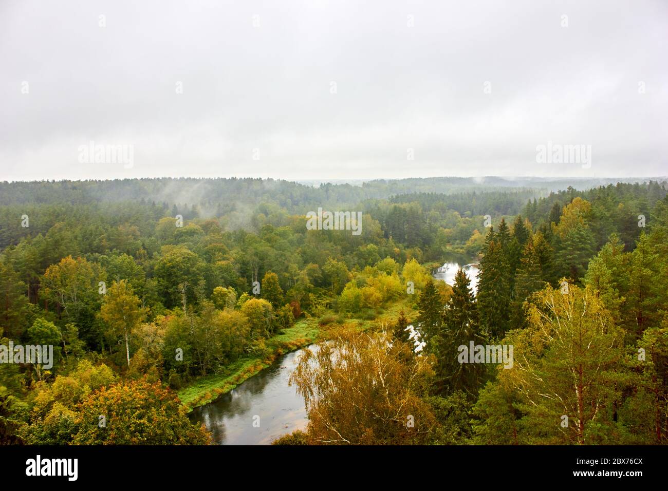 Fog in the forest on a rainy day Stock Photo - Alamy