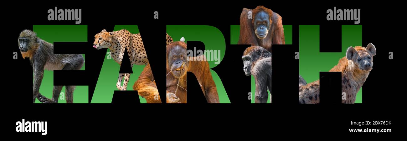 Banner with portrait of Arctic wildlife, two huge polar bears at blue ...