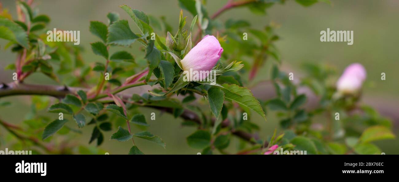 Panorama bud wild rose hi-res stock photography and images - Alamy