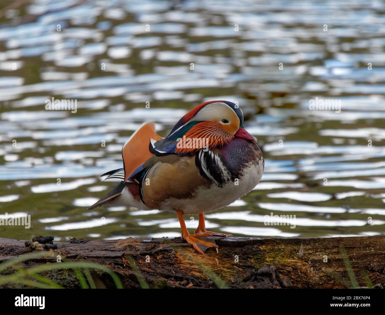 A male mandarin duck (Aix galericulata) standing on a log beside a lake ...