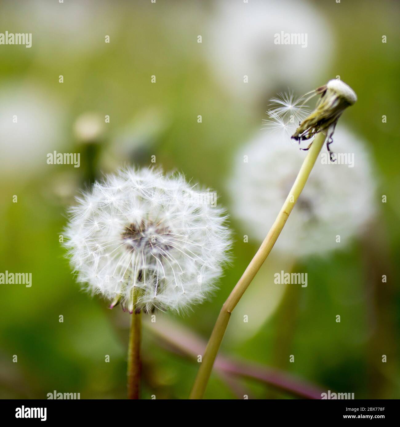 Dandelions field. Nature background. White dandelions with seeds on ...