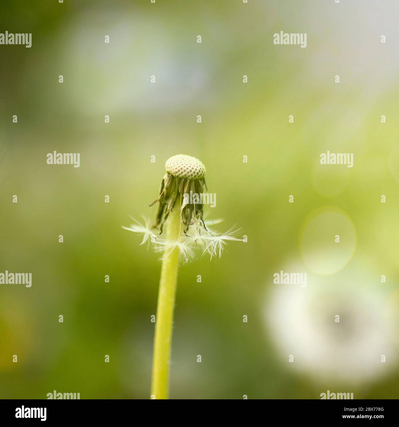 Dandelions field. Nature background. White dandelions with seeds on ...