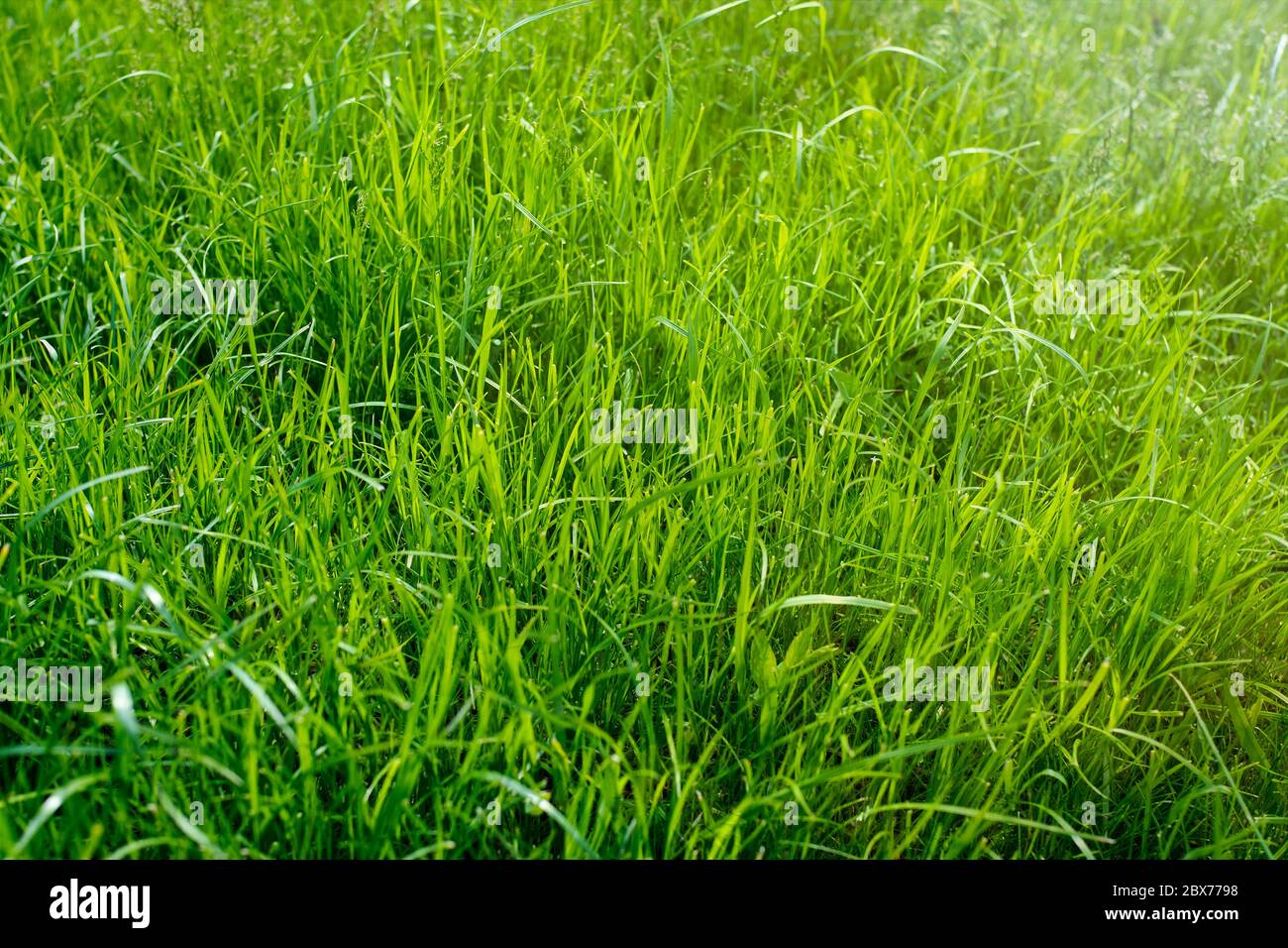 Long fresh green grass texture background view of grass garden Ideal ...