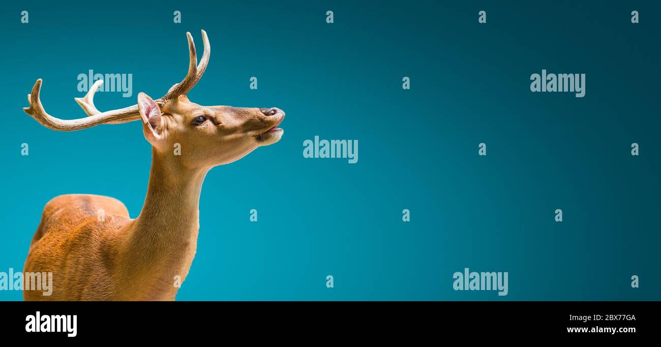 Deer with blue eyes hi-res stock photography and images - Alamy