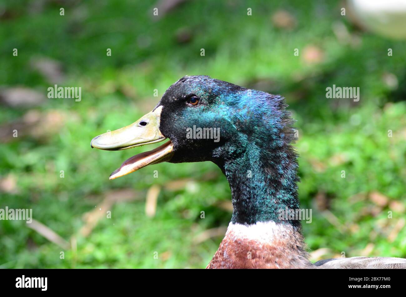 Male duck thorouhly defending it's territory. Note feathers on the back ...