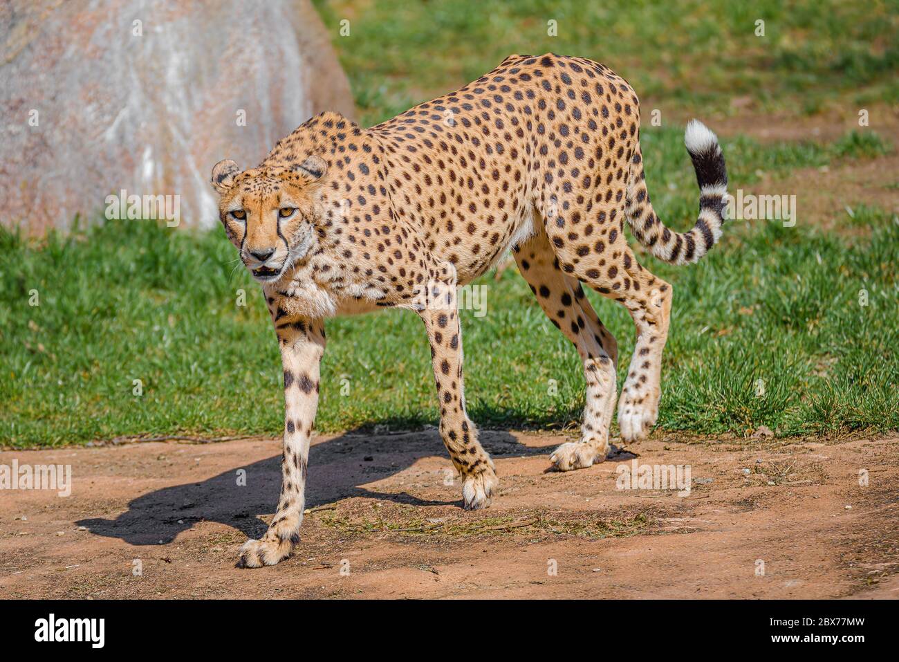 Fast and clever hi-res stock photography and images - Alamy