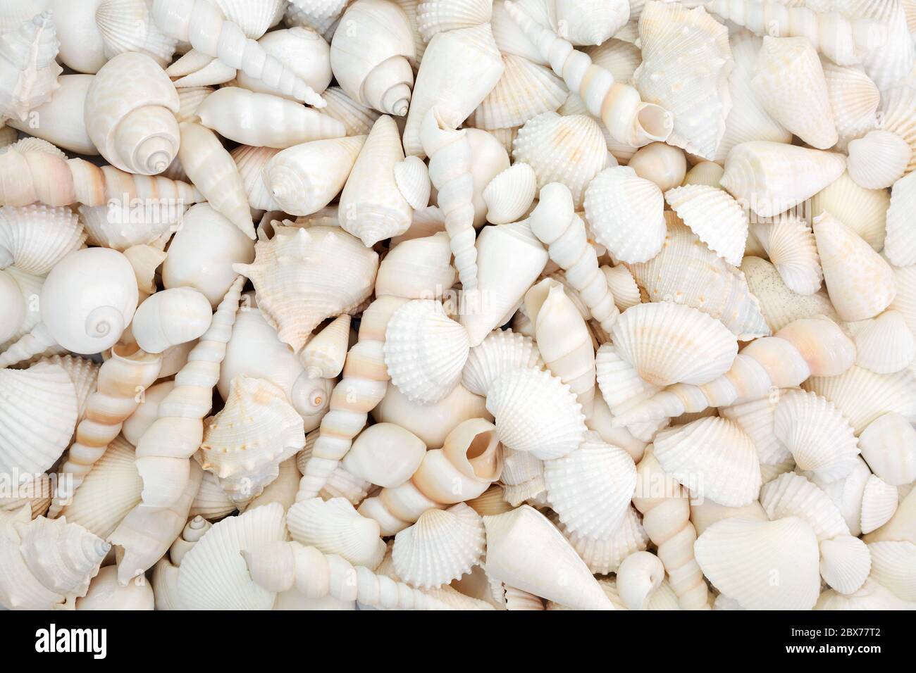 Shellfish assortment hi-res stock photography and images - Alamy