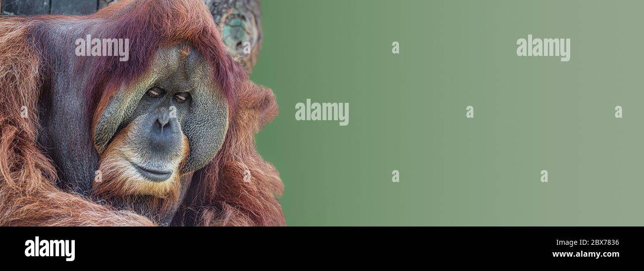 Banner with a portrait of an elderly Asian orangutan, old powerful ...