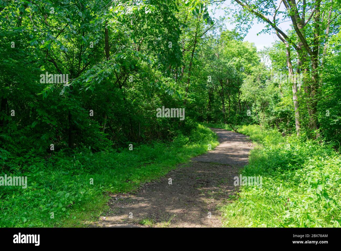 Forest Trail with Lush Green Plants and Trees at Red Gate Woods in ...
