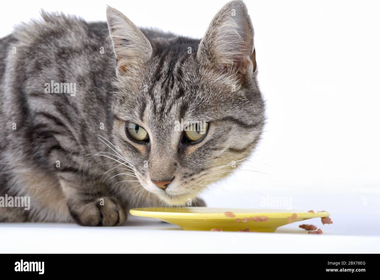 Cat eating last pieces of meat in almost empty plate on white ...