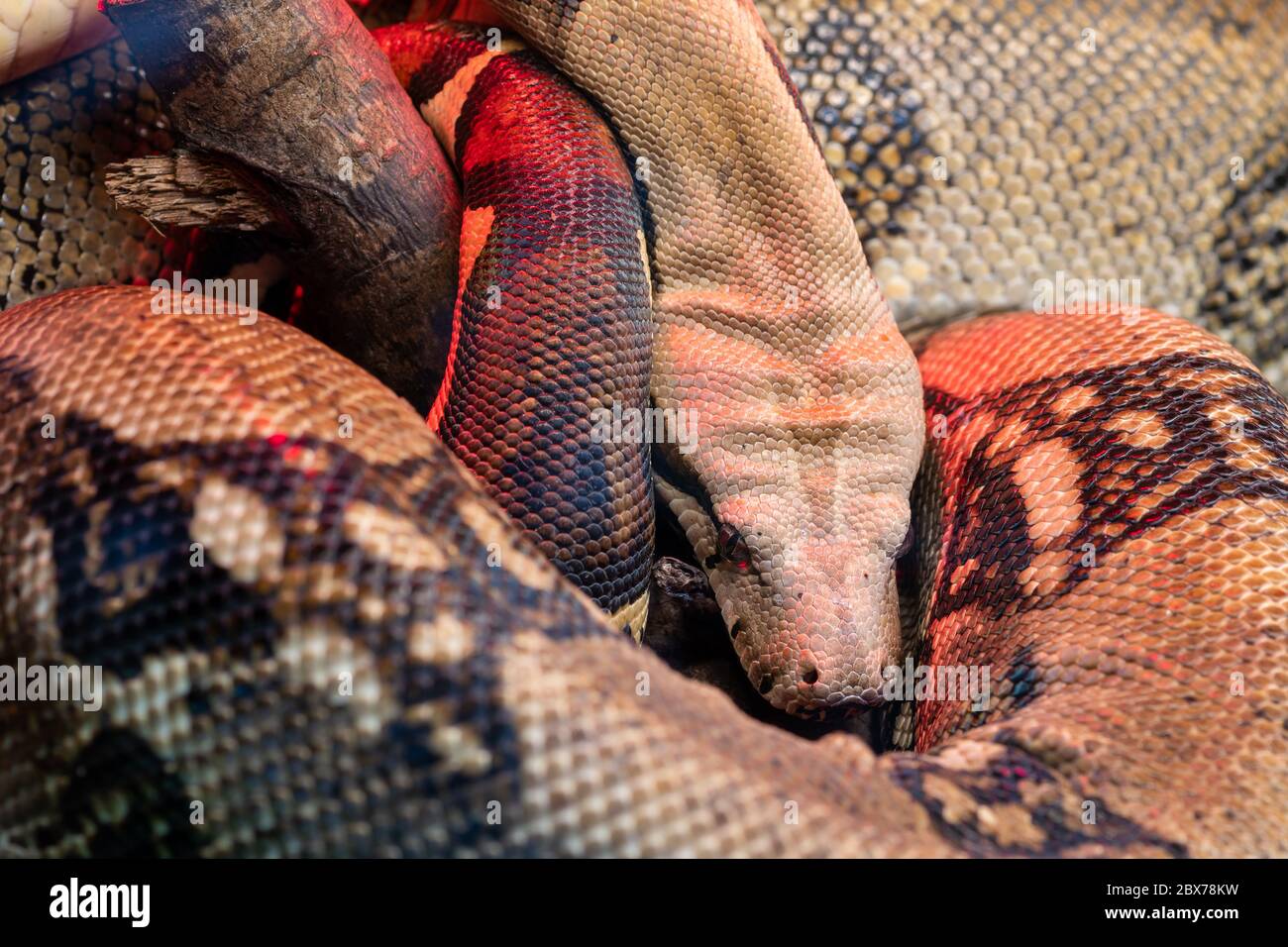 Non venomous boa species hi-res stock photography and images - Alamy